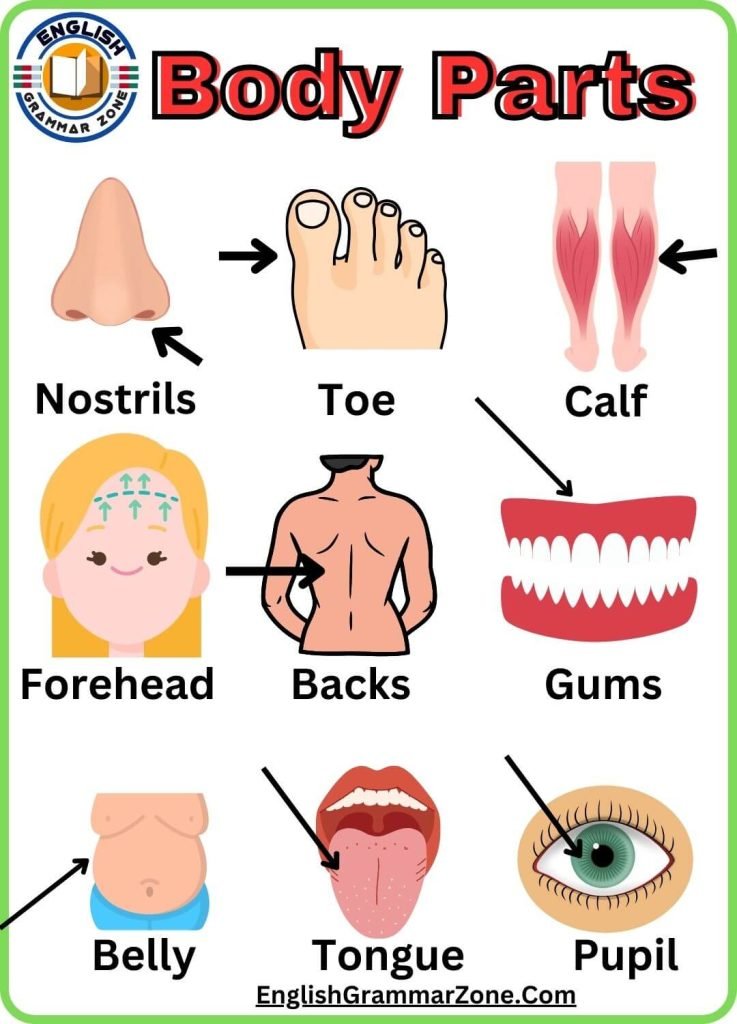 Human Body Parts Name With Picture : Increase Knowledge