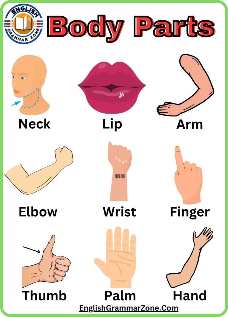 Human Body Parts Name With Picture : Increase Knowledge
