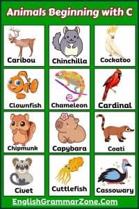 Cute Animals That Start With C