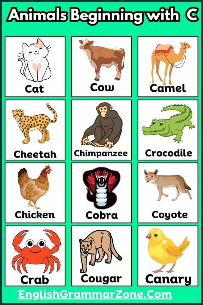 Cute Animals That Start With C