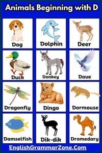 Animals That Start With Letter D For Kids