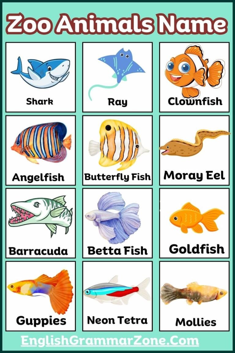 A List Of Common Zoo Animals With Picture